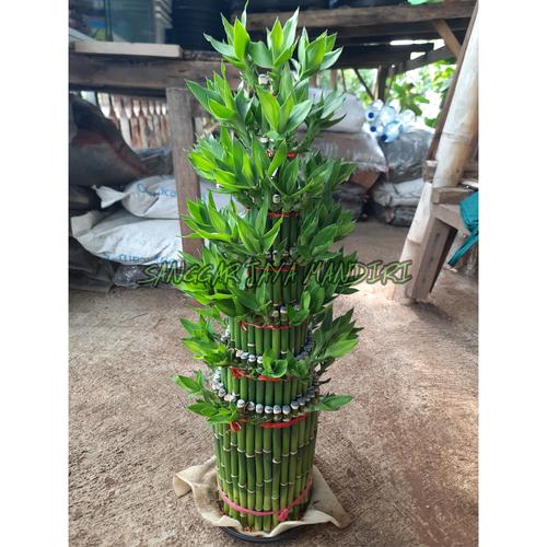 Jual TANAMAN HIAS BAMBU HOKI/REZEKI SUSUN 7 - Jakarta Pusat ...