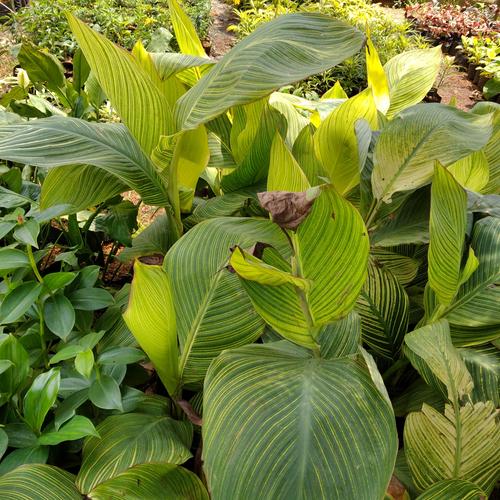 Jual tanaman hias pisang kana golden - Kab. Bogor - kenzo taman hias ...