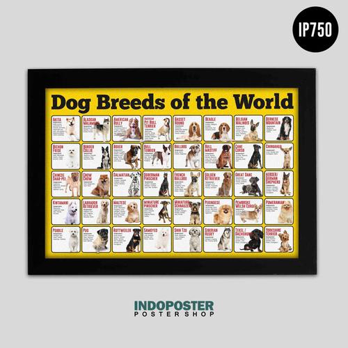 Jual POSTER HIASAN DINDING JENIS ANJING DOG BREEDS OF THE WORLD A4 ...