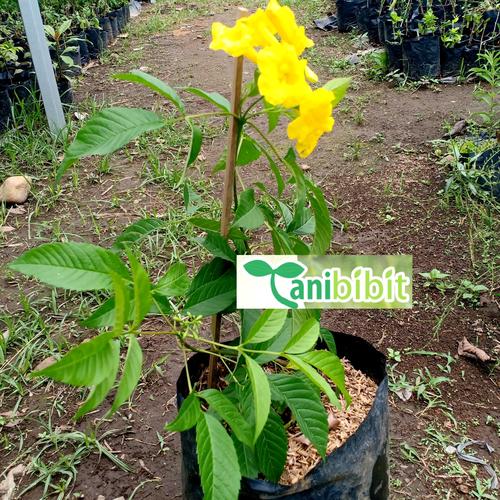 Jual tanaman hias yellow bell/trumpet flower tecomaria. bunga terompet ...