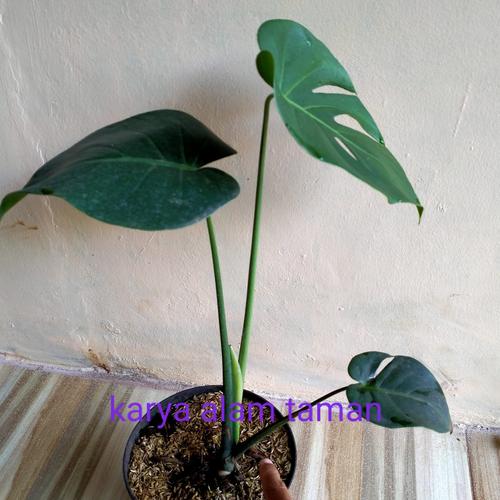 Jual jual bibit pohon monstera/tanaman hias monstera daun besar - Kab ...