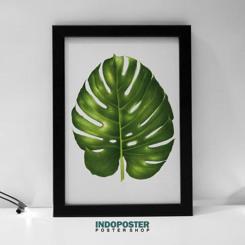 Jual POSTER HIASAN DINDING MINIMALIS DAUN MONSTERA 05 A4 30X20CM - Kab ...