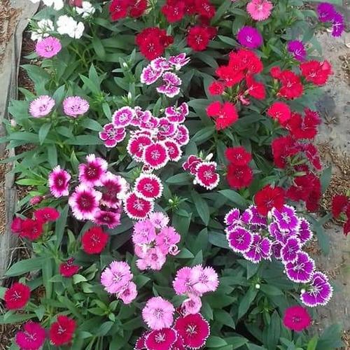 Jual tanaman anyelir - Kota Batu - Ijo flora | Tokopedia