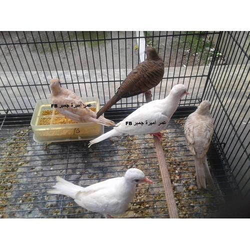 Jual PERKUTUT PUTIH PERKUTUT CEMANI PERKUTUT KATURANGGAN PERKUTUT ...