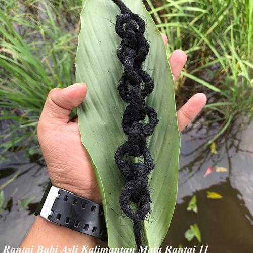 Jual Rantai Babi Asli dari Kalimantan Ukuran Besar Mata 11 - Kab ...