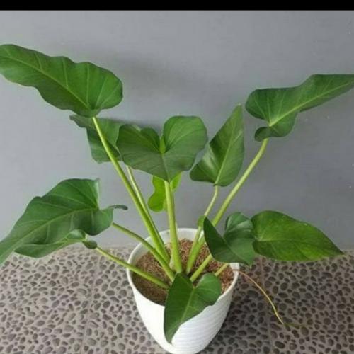 Jual tanaman hias philo marble hijau - Kab. Bogor - beautiful plant ...