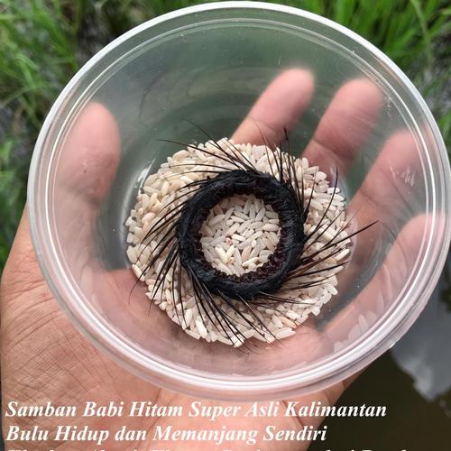 Jual Samban Babi Hitam atau Babi Kumbang Super Langka Asli Kalimantan ...
