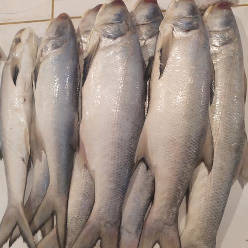 Jual IKAN BANDENG LAUT SEGAR 1.0kg - Kota Bandung - ANEKA SEAFOOD ...