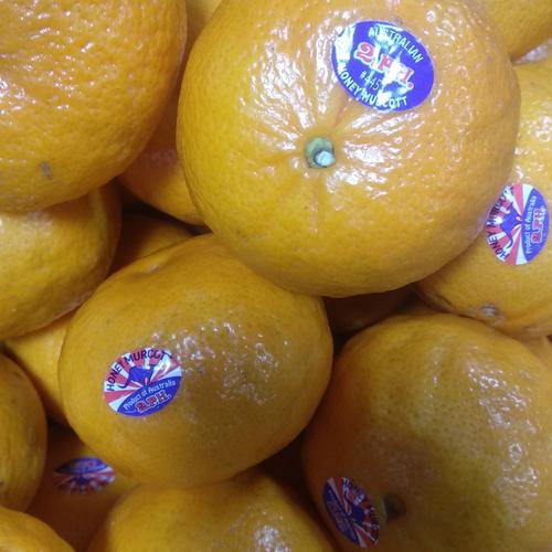 Jual jeruk honey murcot/1kg - Jakarta Timur - Pasar induk kramatjati ...