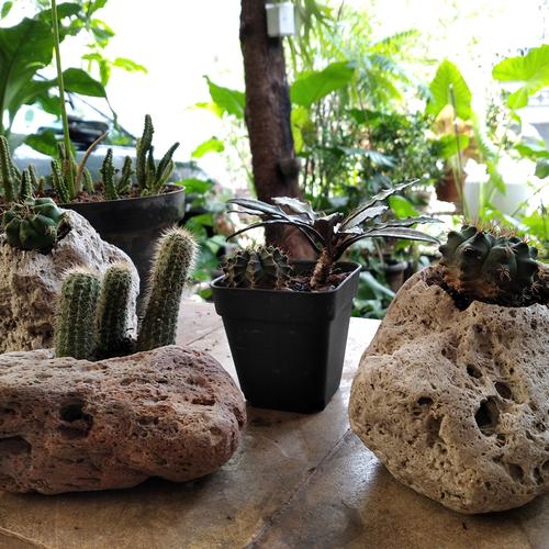 Jual Pot batu apung/batu alam Tjakep.id - pb43 - Jakarta Timur - tjakep ...
