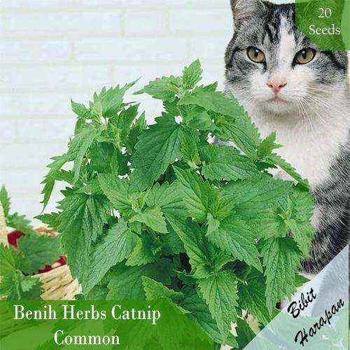 Jual Bibit Benih Herbs Catnip Common Bibit Unggul Hidroponik - Daun ...