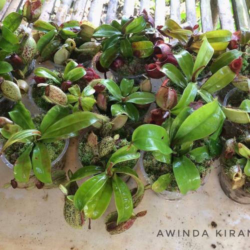 Jual nepenthes ampullaria sp - Kab. Sekadau - Winda_Plant | Tokopedia