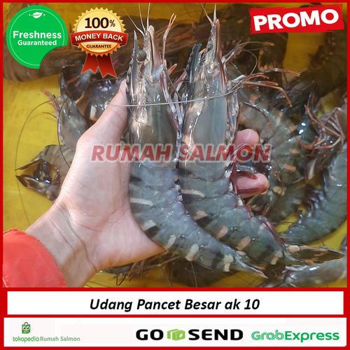 Jual Udang pancet besar 1 kg ak 10/ udang windu / udang segar murah ...