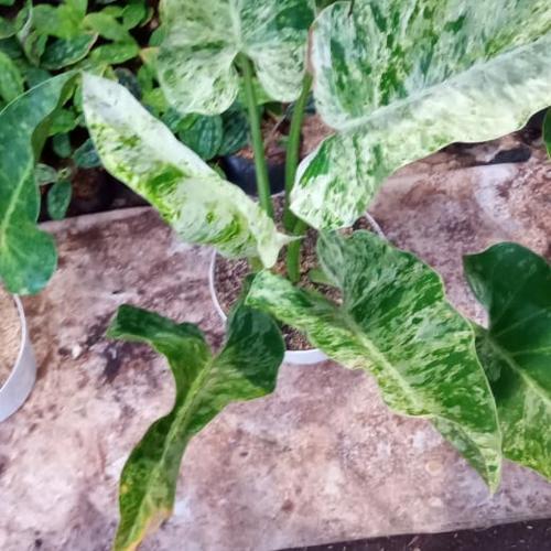 Jual TANAMAN HIAS PHILO MARBLE VARIEGATA - Kab. Bogor - beautiful plant ...