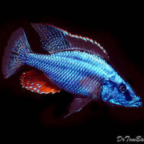 Jual Cichlid Jendral Malawi Eyebiter African Dimidiocromis ...