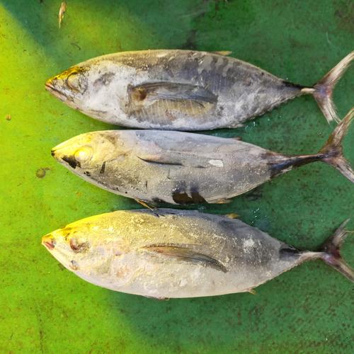 Jual ikan baby tuna beku (size 0,5-1kg/ekor) - Jakarta Utara - blybly ...