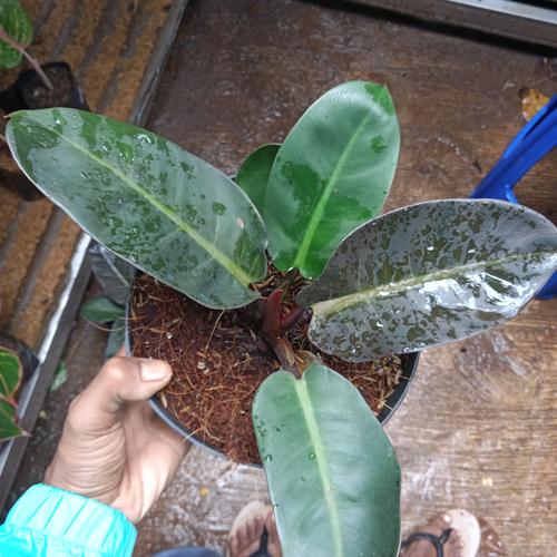 Jual promo tanaman black cardinal - Kab. Bogor - .... . TUTUP ...