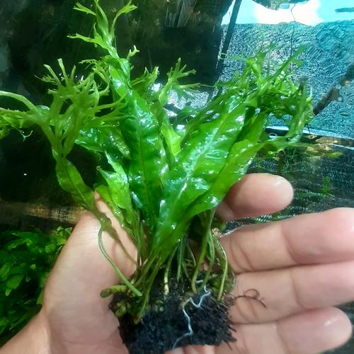 Jual kadaka windelove tanaman aquascape media pakis - Kab. Bogor ...