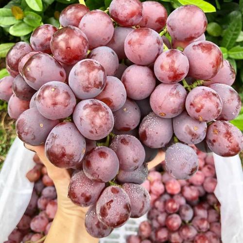 Jual Anggur Red Globe Manis Asam Impor berbiji 1kg - 1/2 kg - Jakarta ...