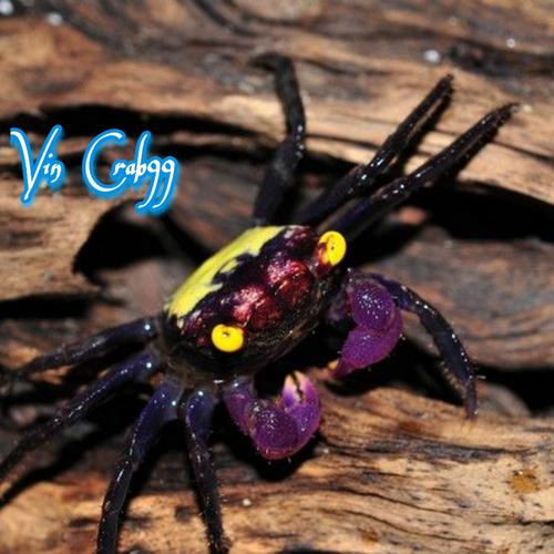 Jual Kepiting Hias Mini Tawar Red Green Carnaval Crabs - Jakarta Utara ...