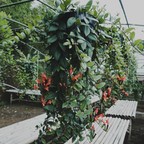 Jual tanaman hias lipstik gantung bunga merah - Kab. Bogor - beautiful ...