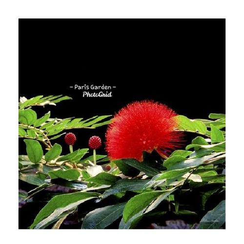 Jual TANAMAN BUNGA KALIANDRA MERAH - BIBIT BUNGA KALIANDRA CALLIANDRA ...