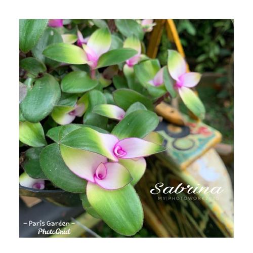 Jual TANAMAN HIAS GANTUNG SABRINA - BIBIT BUNGA SABRINA PINK VARIGATA ...