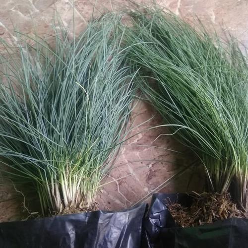 Promo tanaman rumput biru festuca glauca - Kota Batu - ijo florist ...