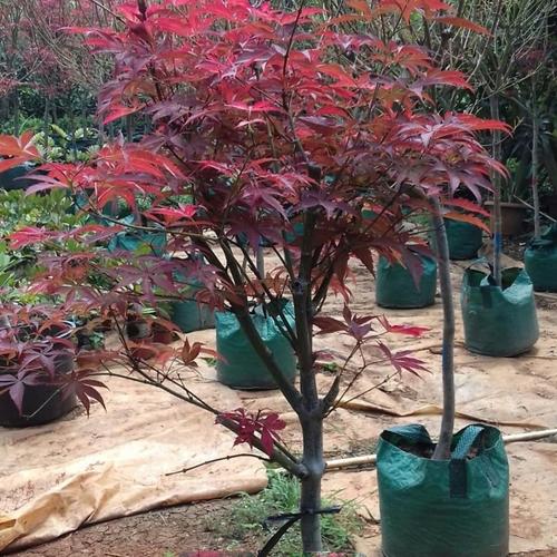 Jual pohon american red maple / maple Amerika daun merah - Kab. Bogor ...