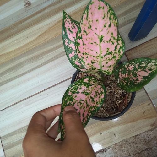 Jual aglonema ruby pink / tanaman aglaonema ruby - Kab. Bogor - Karya ...
