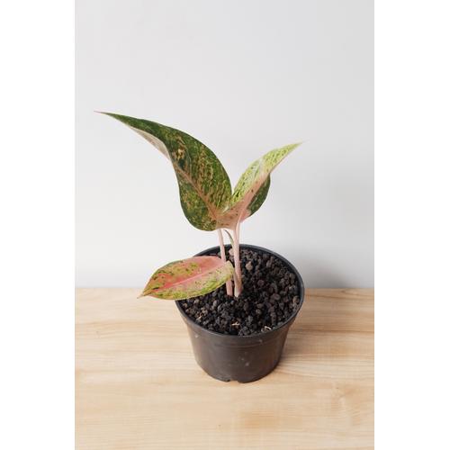 Jual Aglaonema Harlequin / Tanaman Chinese Evergreen - Jakarta Selatan ...