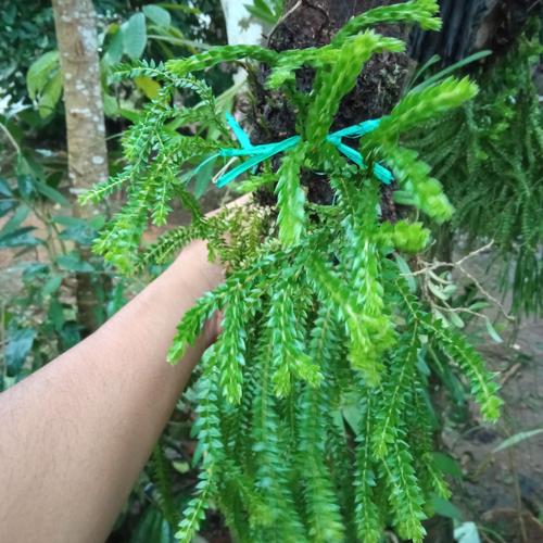 Jual rumpai kumpai ekor tupai ukuran standar - Kab. Tasikmalaya ...