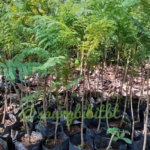 Jual Bibit Pohon Jacaranda - Tanaman Cakaranda - Tanaman Jakaranda - 80 ...