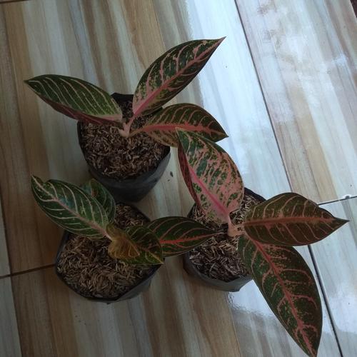 Jual bibit aglaonema pride of sumatra / aglonema red sumatra - Kab ...