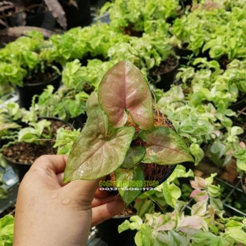 Jual Tanaman hias - Pohon syngonium maria allusion, nephthytis mini ...