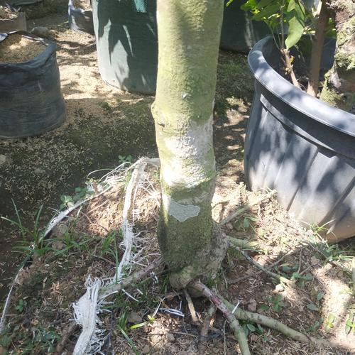 Jual Pohon Durian Montong Cane - Kota Batu - Pohon Buah-Buahan & Pohon ...