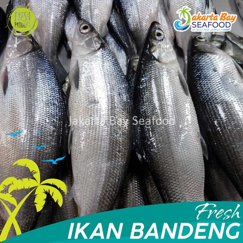 Jual Ikan Bandeng Segar 2-3 ekor 1Kg/Bandeng Laut Fresh/Seafood ...