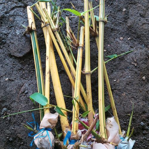 Jual Tanaman Bambu kuning penangkal setan belek - Kab. Bandung ...