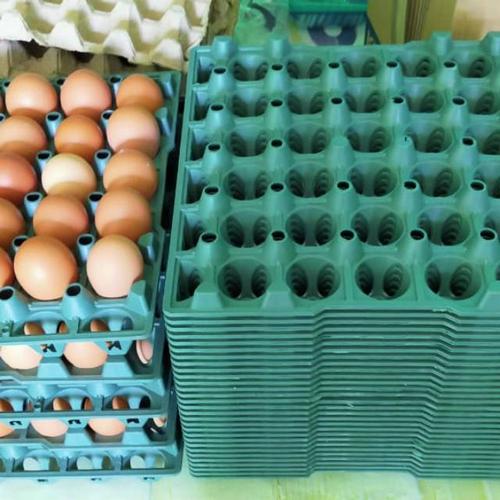 Jual Tatakan Telor Plastik Egg Tray Tempat Telor Plastic Box Telur 30 ...