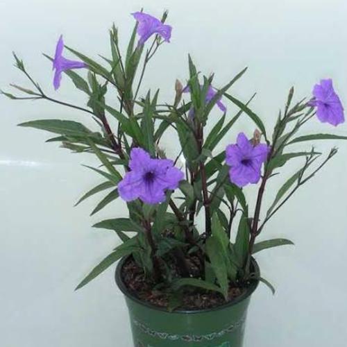 Jual Bunga Ruellia Ungu (Mexican Petunia Purple) - Kab. Tegal - H&ZGrow ...