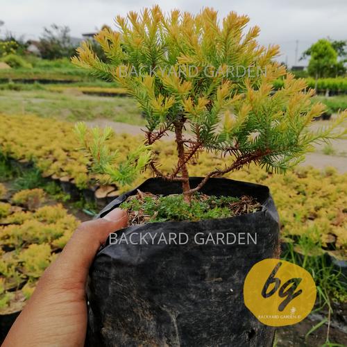 Jual Tanaman Hias Cemara Rain gold/ Ren gold/ Golden/ Kuning - Kab ...