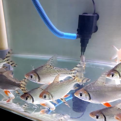 Jual Ikan American Flagtail Red / Red Feifeng Fish - 12 - Kota Bandung ...