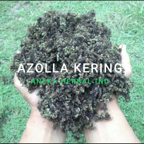 Jual AZOLLA KERING (AZOLLA PINNATA-AZOLLA MICROPHYLLA) - Kab ...