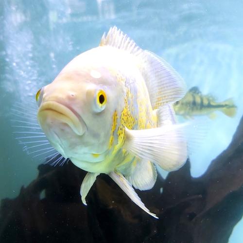 Jual Hiasan Aquarium Ikan Hias Oscar Albino Ikan Predator Ikan Hias ...
