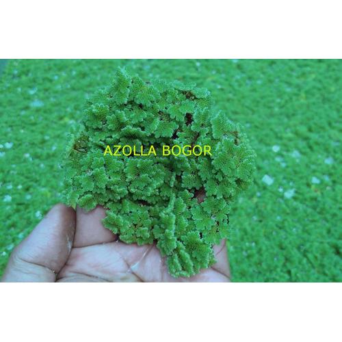Jual Azolla asola ajola azola azzola super pakan ikan ternak 150 gr ...