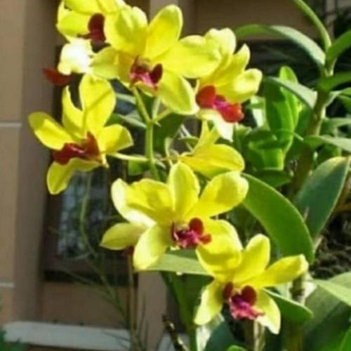 Jual Pohon Bunga Anggrek Kuning Tanaman Hias Anggrek Dendrobium - Kab ...