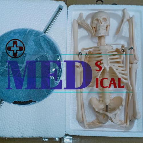 Jual KERANGKA MANUSIA MINI - PHANTOM PERAGA MANUSIA MINI - Jakarta ...