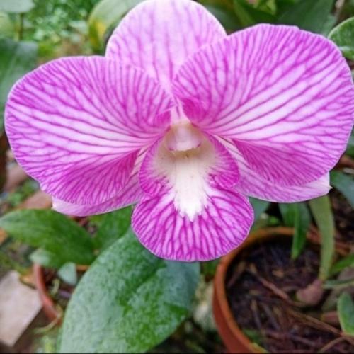 Jual Pohon Anggrek Bunga pink Strip Tanaman Hias Anggrek Dendrobium ...