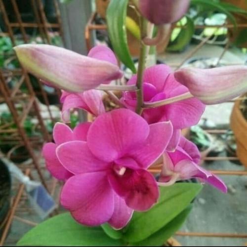 Jual Pohon Anggrek Bunga Pink Tanaman Hias Anggrek Dendrobium Pink ...