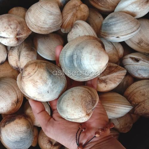 Jual kerang manis - Jumbo 500 gr - Kota Bekasi - asf seafood | Tokopedia